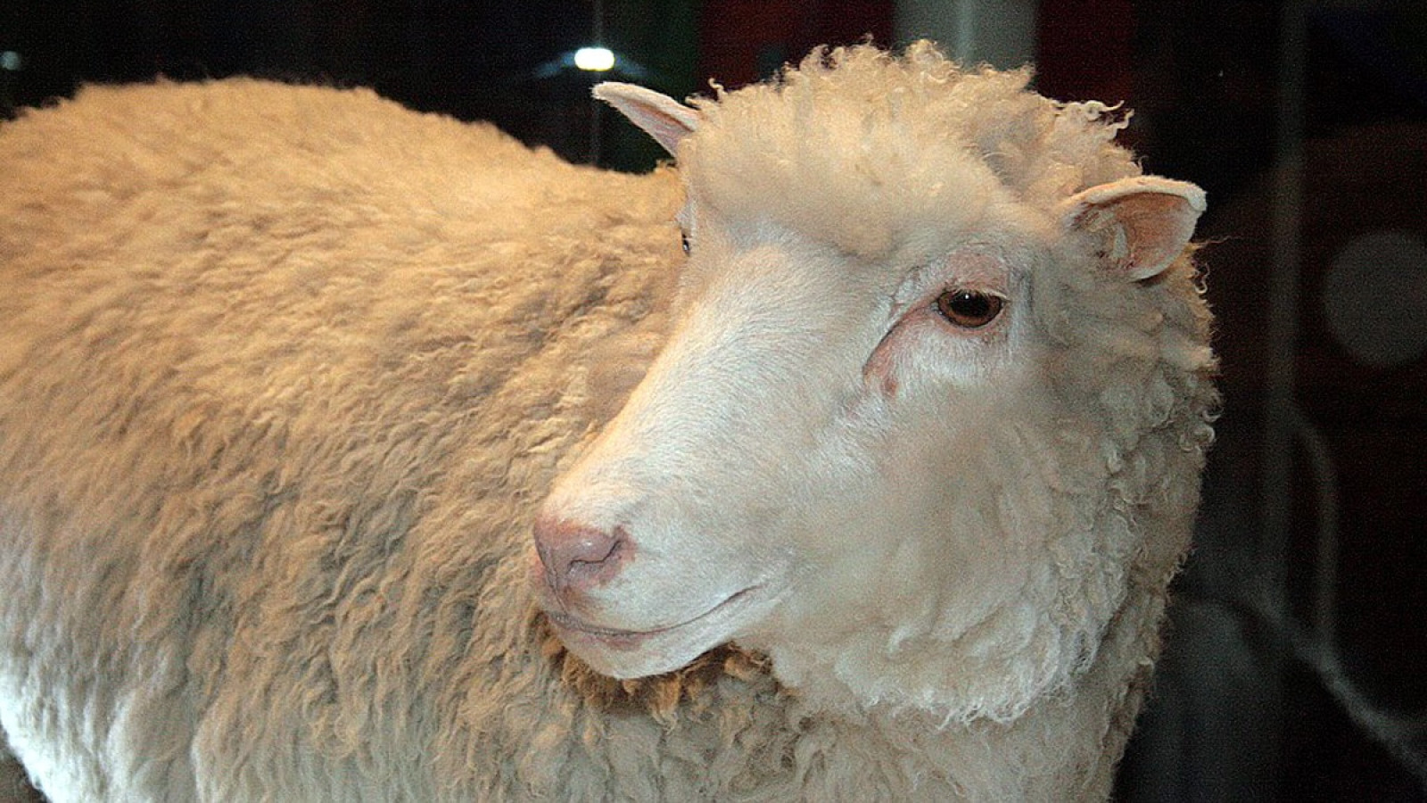 SHA.ART | Anti-Anti-Aging